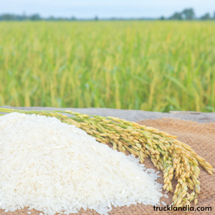 21. Rice Boss Co.